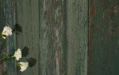 Bardage vieux bois Vert léger - La Parqueterie Nouvelle